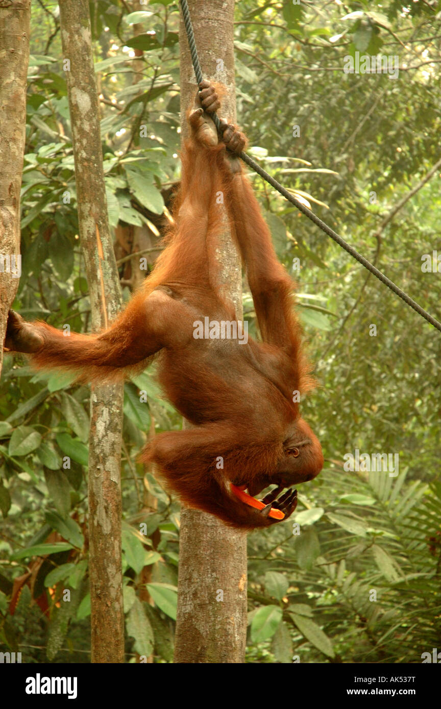 Orangutan eating in Borneo Stock Photo - Alamy