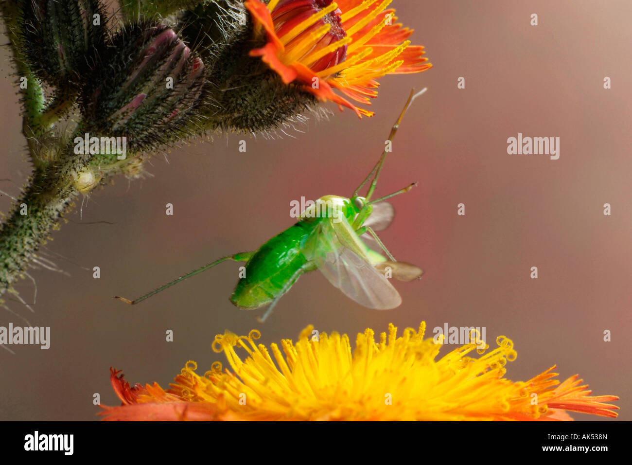 Green Capsid Bug Stock Photo - Alamy