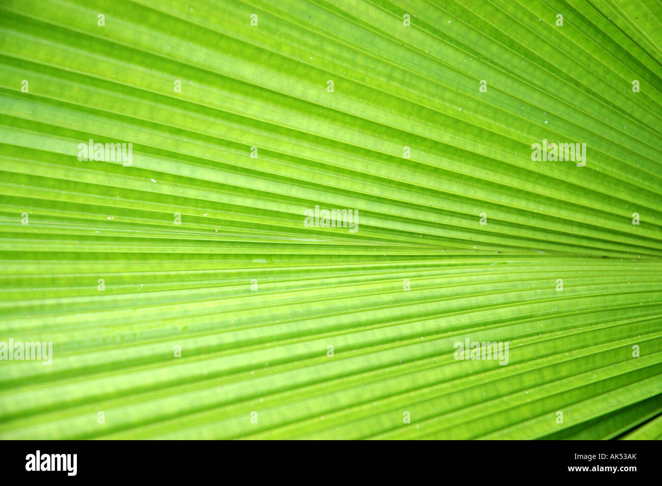 Fan fan leaf hi-res stock photography and images - Alamy