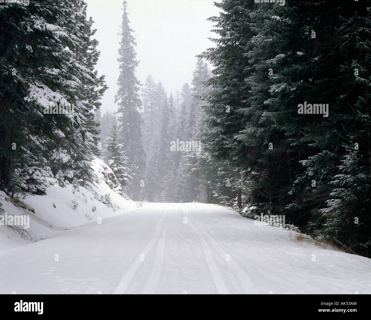 Snow covered road through forest Cascade Mountains Blewett Pass ...