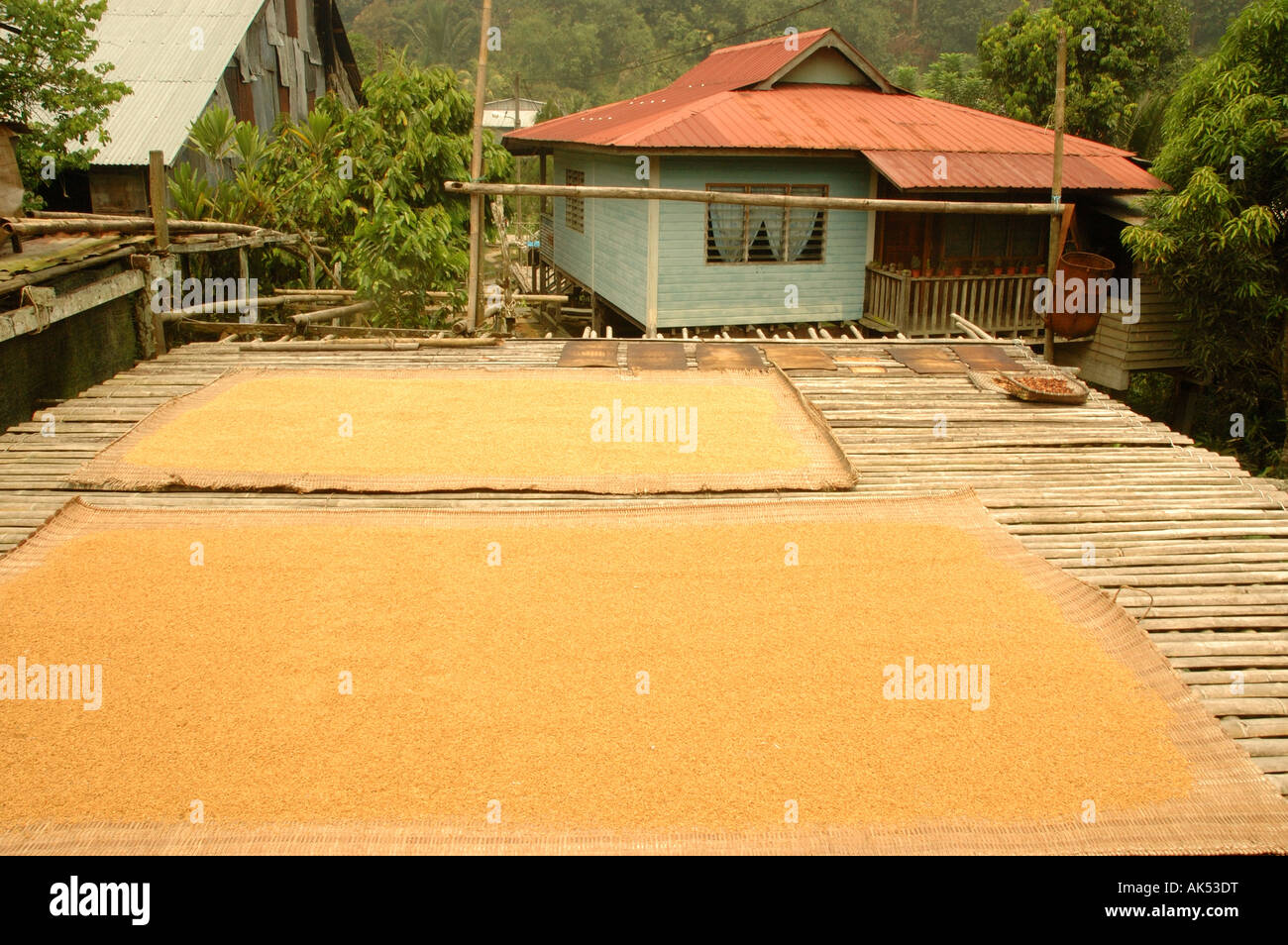 Rice drying in a village in Borneo Stock Photo - Alamy