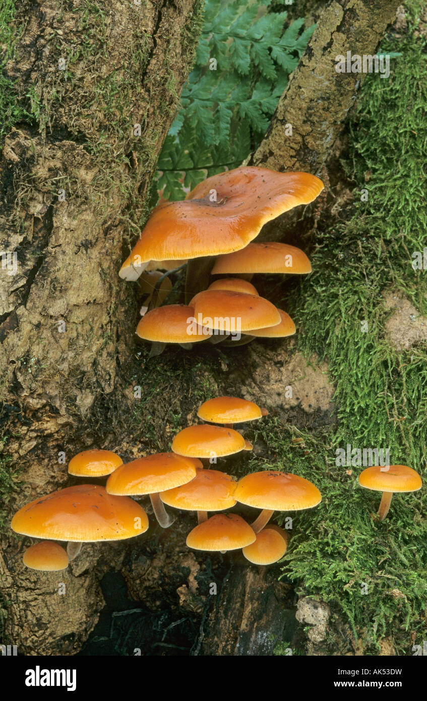 Velvet shank fungi Flammulina velutipes Kent England Autumn Stock Photo ...
