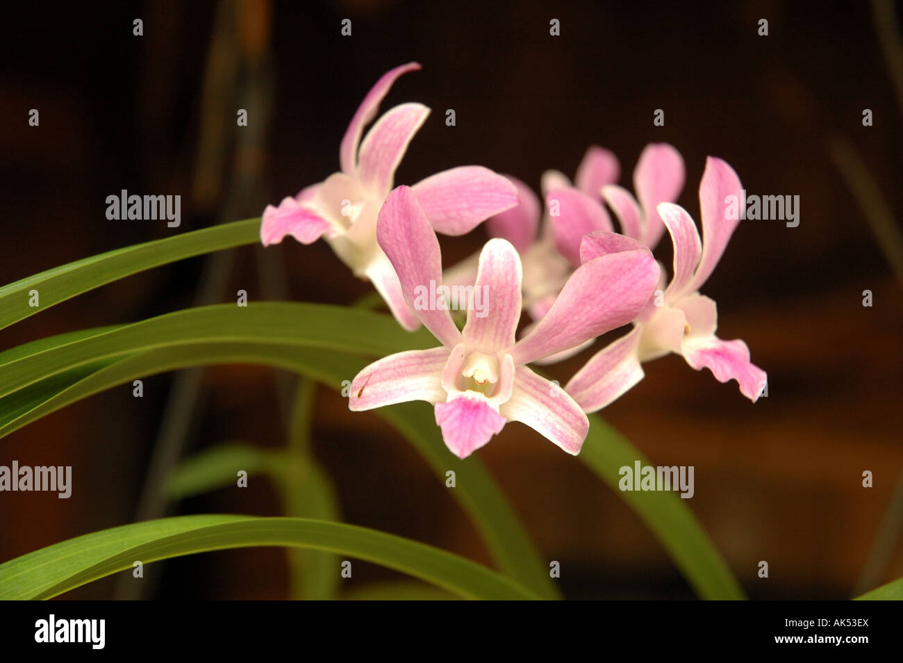 Orchids of borneo hi-res stock photography and images - Alamy
