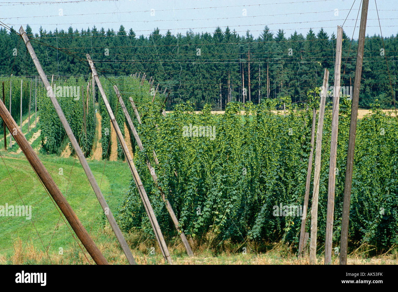 Hop plantations hi-res stock photography and images - Alamy