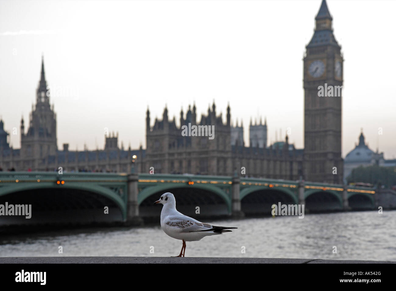 Gull resting- Waterloo Bridge and Parliament London Stock Photo - Alamy