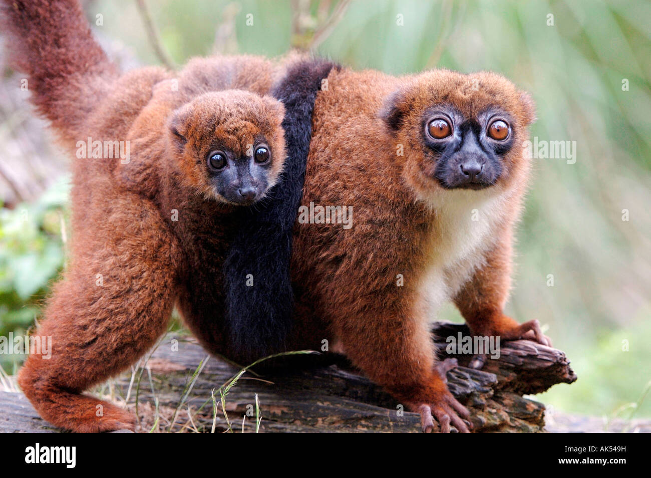 Red bellied lemurs hi-res stock photography and images - Alamy