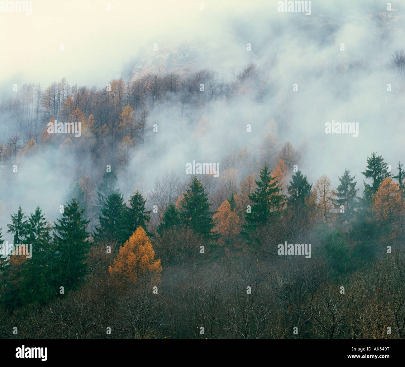 European larchs hi-res stock photography and images - Alamy