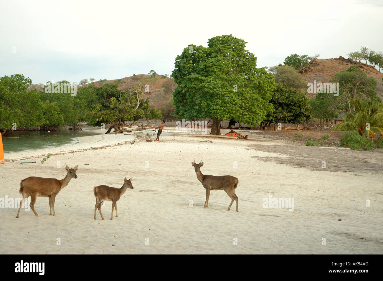Deer on beach saraya island indonesia Stock Photo - Alamy