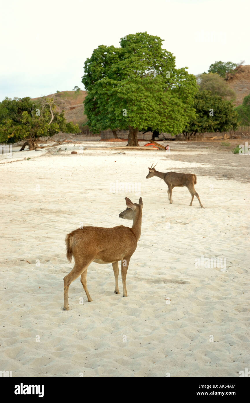 Deer on beach saraya island indonesia Stock Photo - Alamy