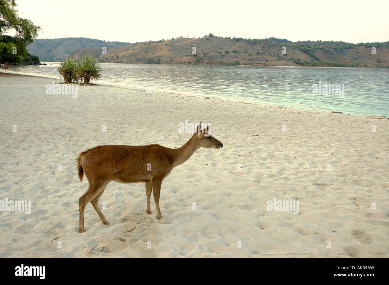 Deer on the beach on Saraya Island in Flores, Indonesia Stock Photo - Alamy