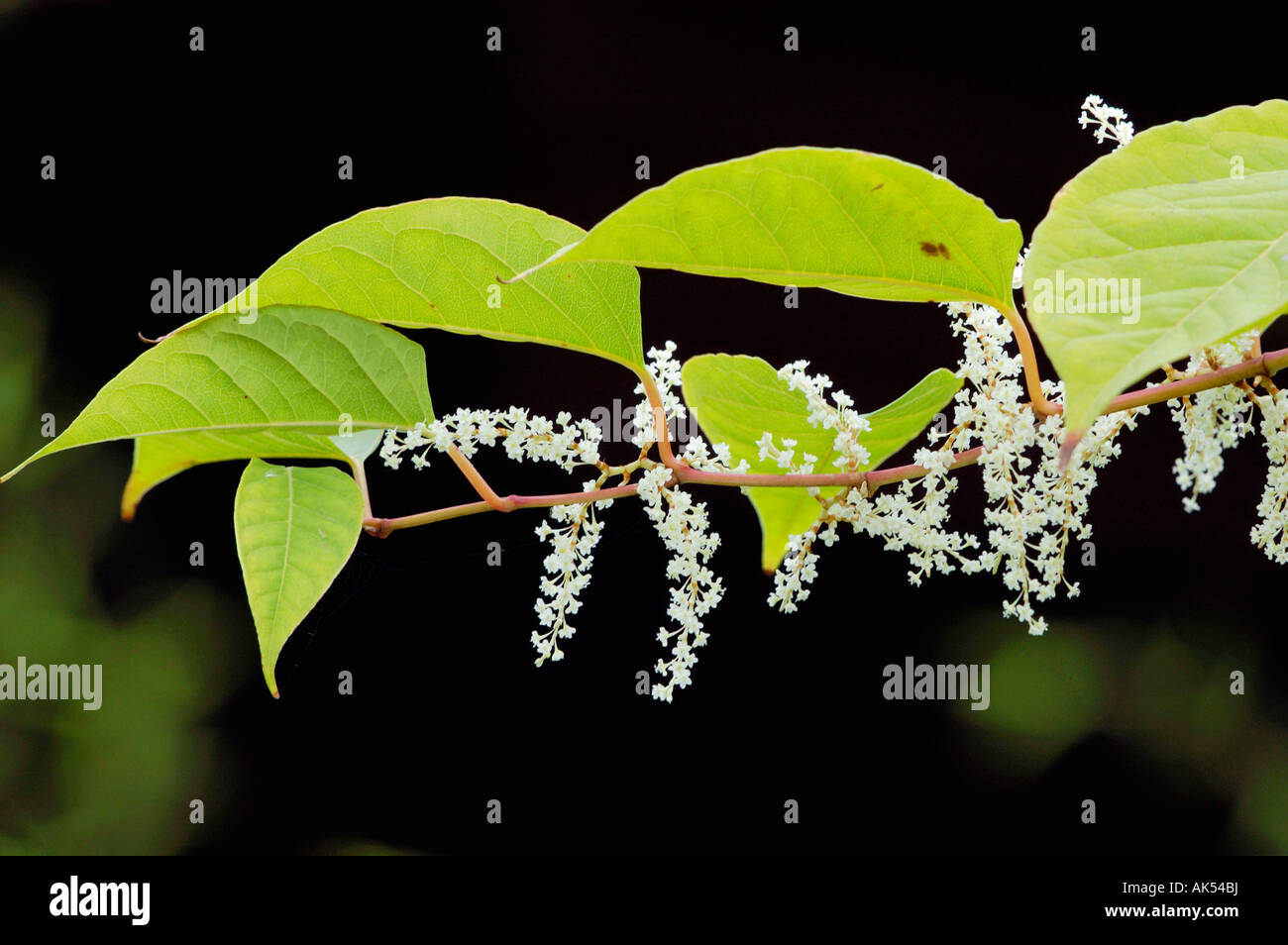 Silver Lace Vine Stock Photo - Alamy