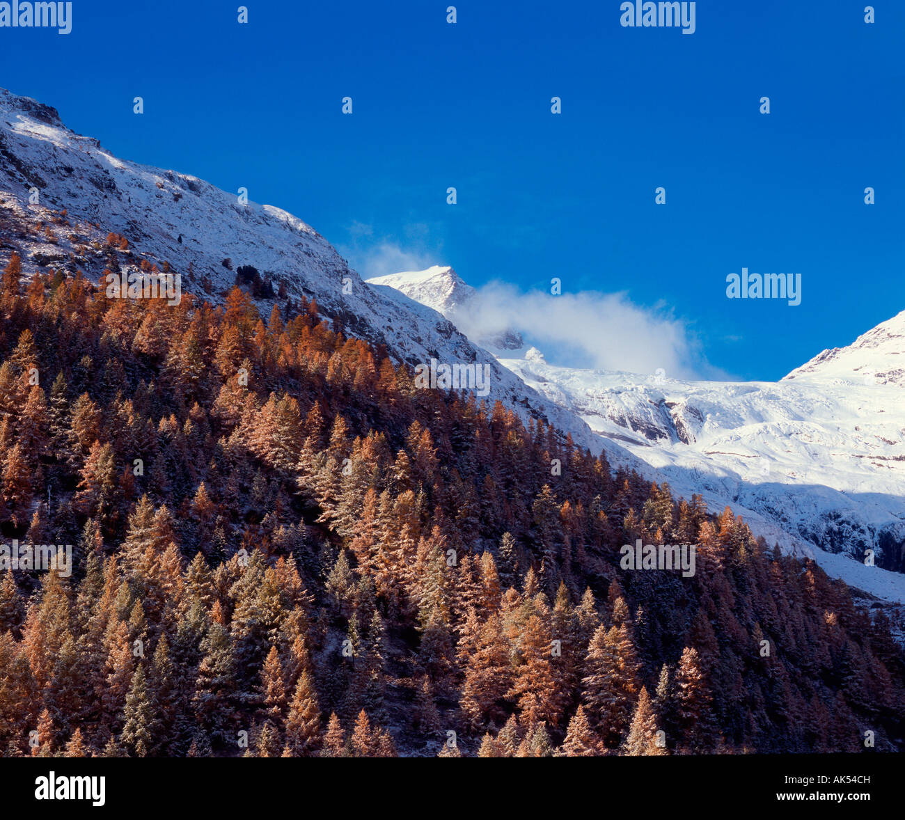 European larchs hi-res stock photography and images - Alamy