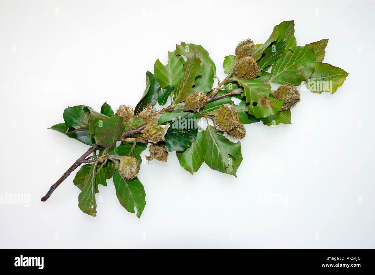 Branch with beechnuts fagus sylvatica hi-res stock photography and ...