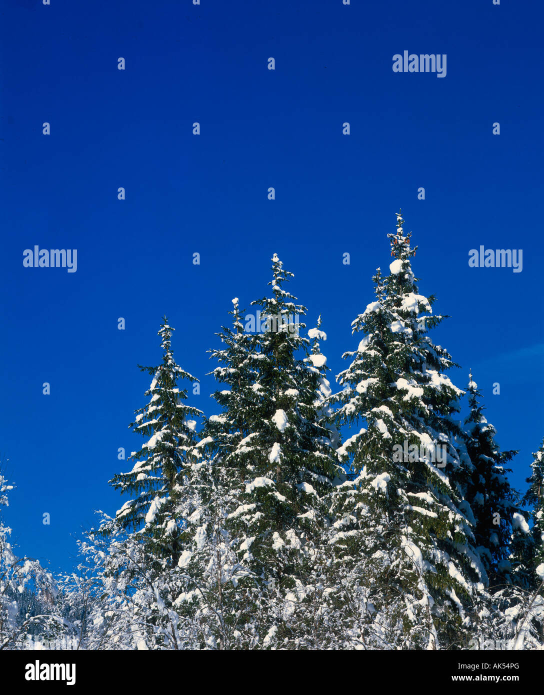 Coniferous trees in winter Stock Photo - Alamy