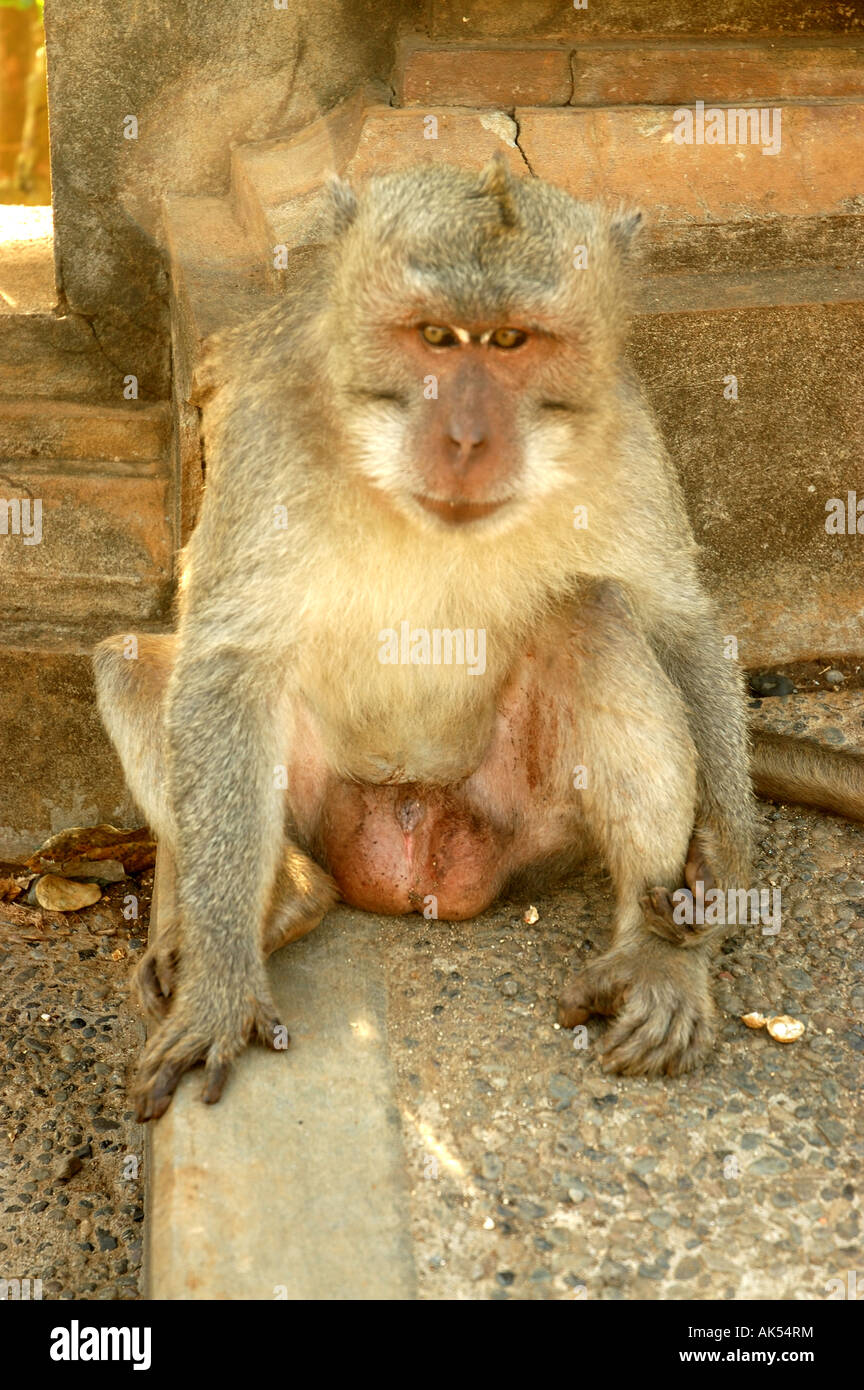 Monley bearing all in Bali Stock Photo - Alamy