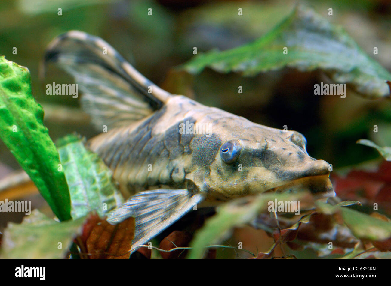 Whiptail catfish hi-res stock photography and images - Alamy