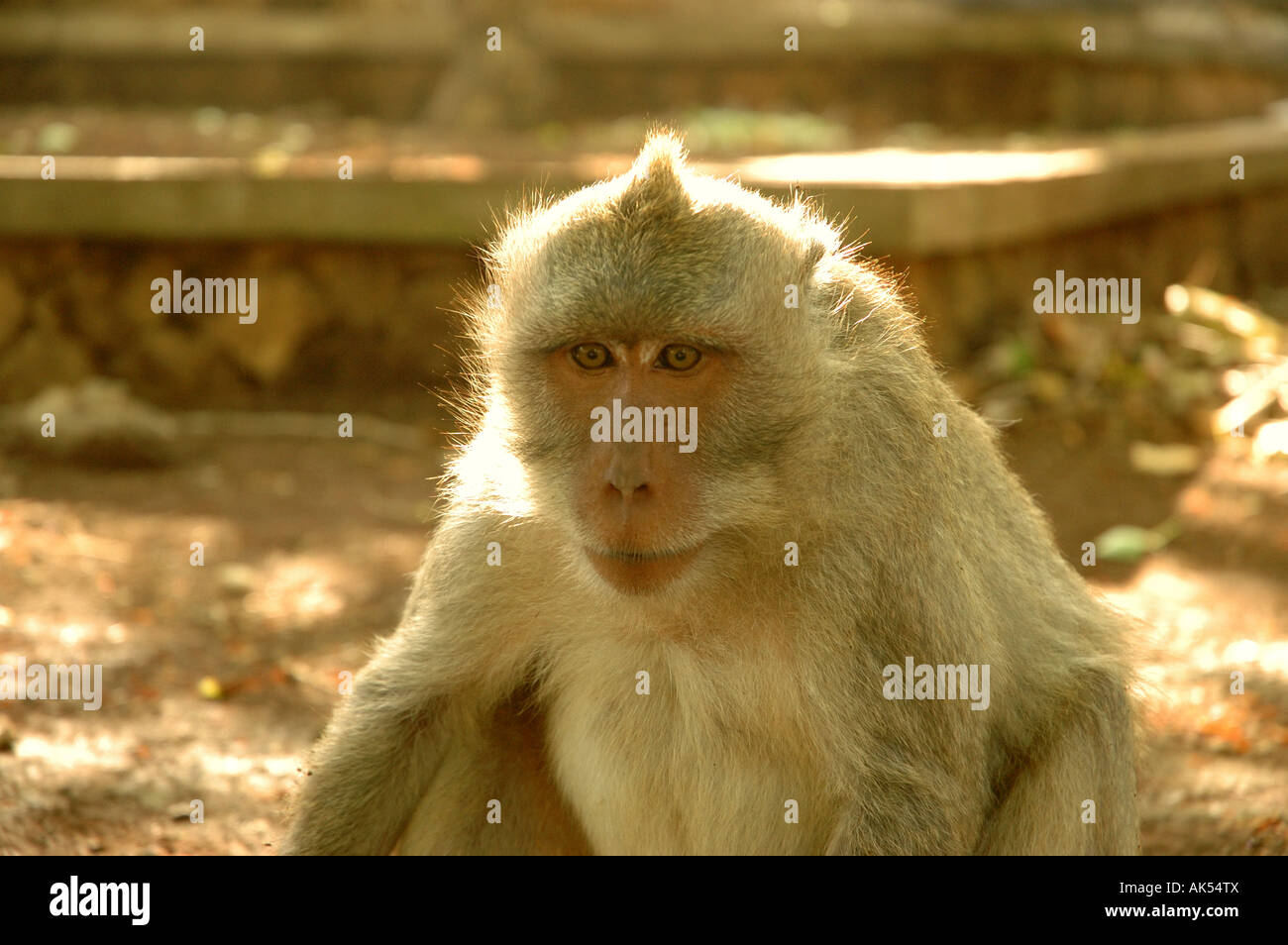 A monkey in Bali Stock Photo - Alamy