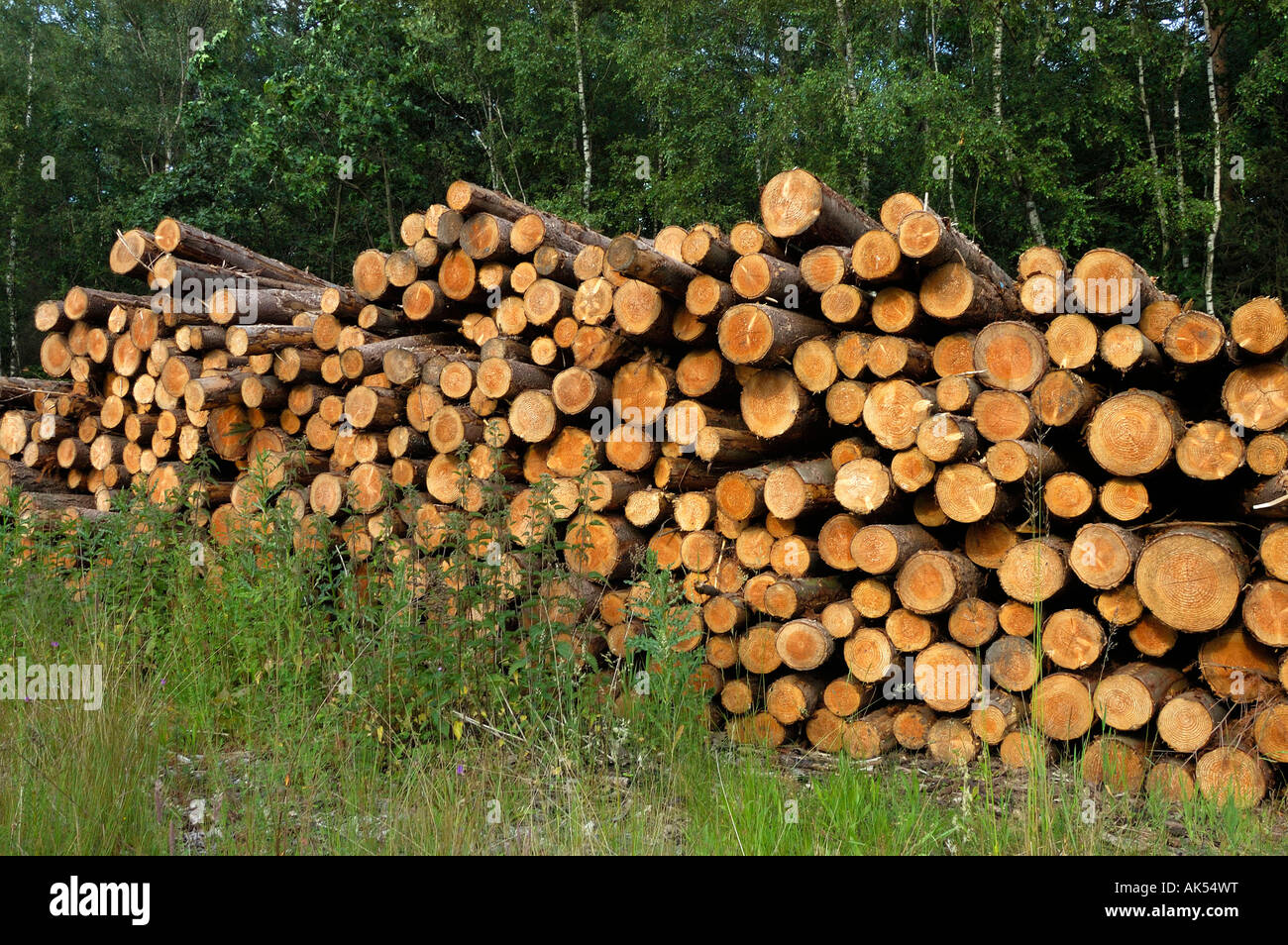 Pile of wood Stock Photo - Alamy