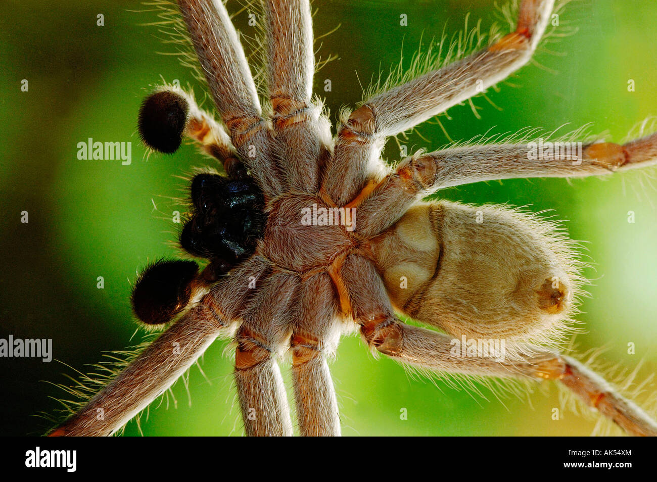 Huntsman spiders heteropoda hi-res stock photography and images - Alamy