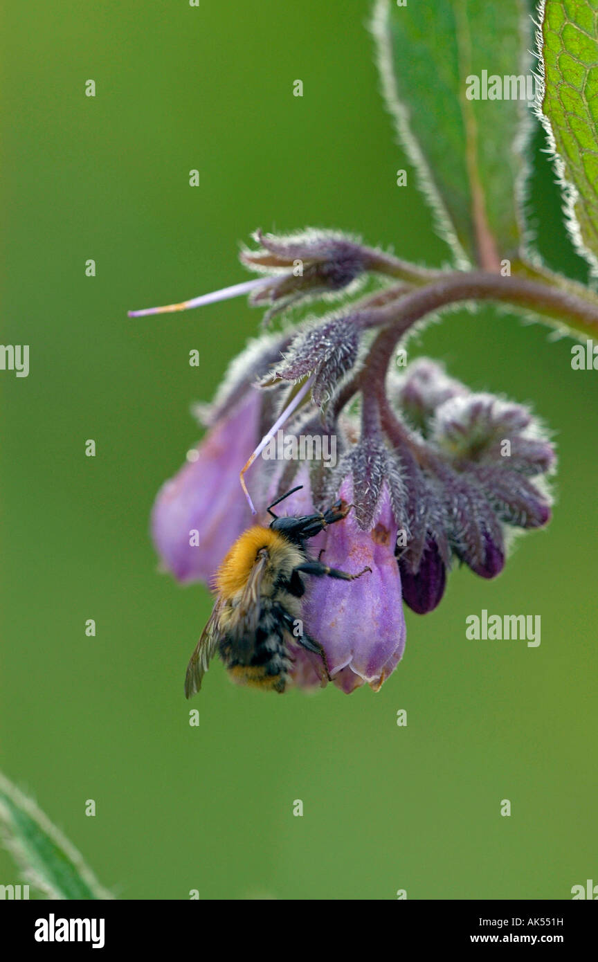 Rough Comfrey High Resolution Stock Photography and Images - Alamy