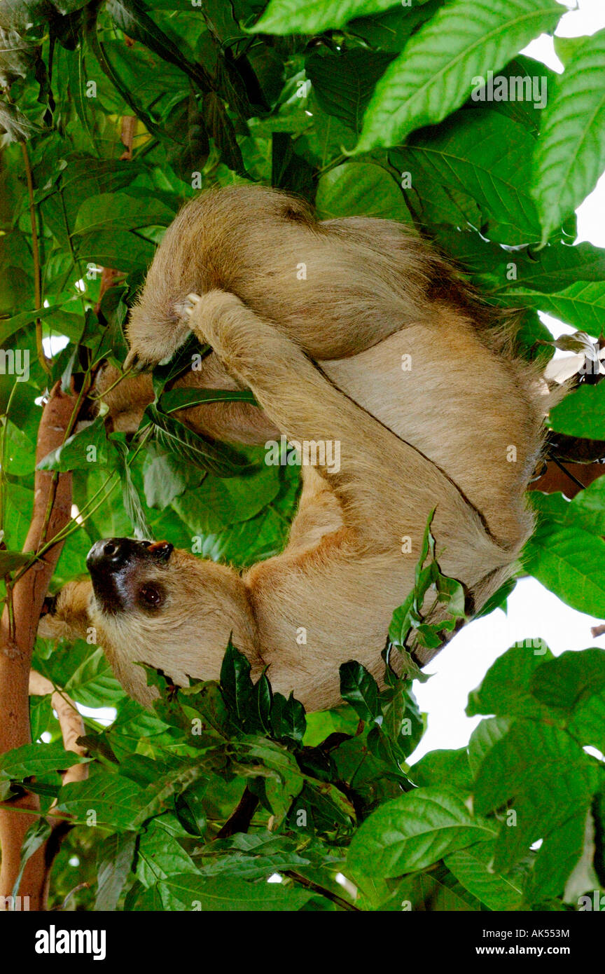 Mammals two toed sloth hi-res stock photography and images - Alamy