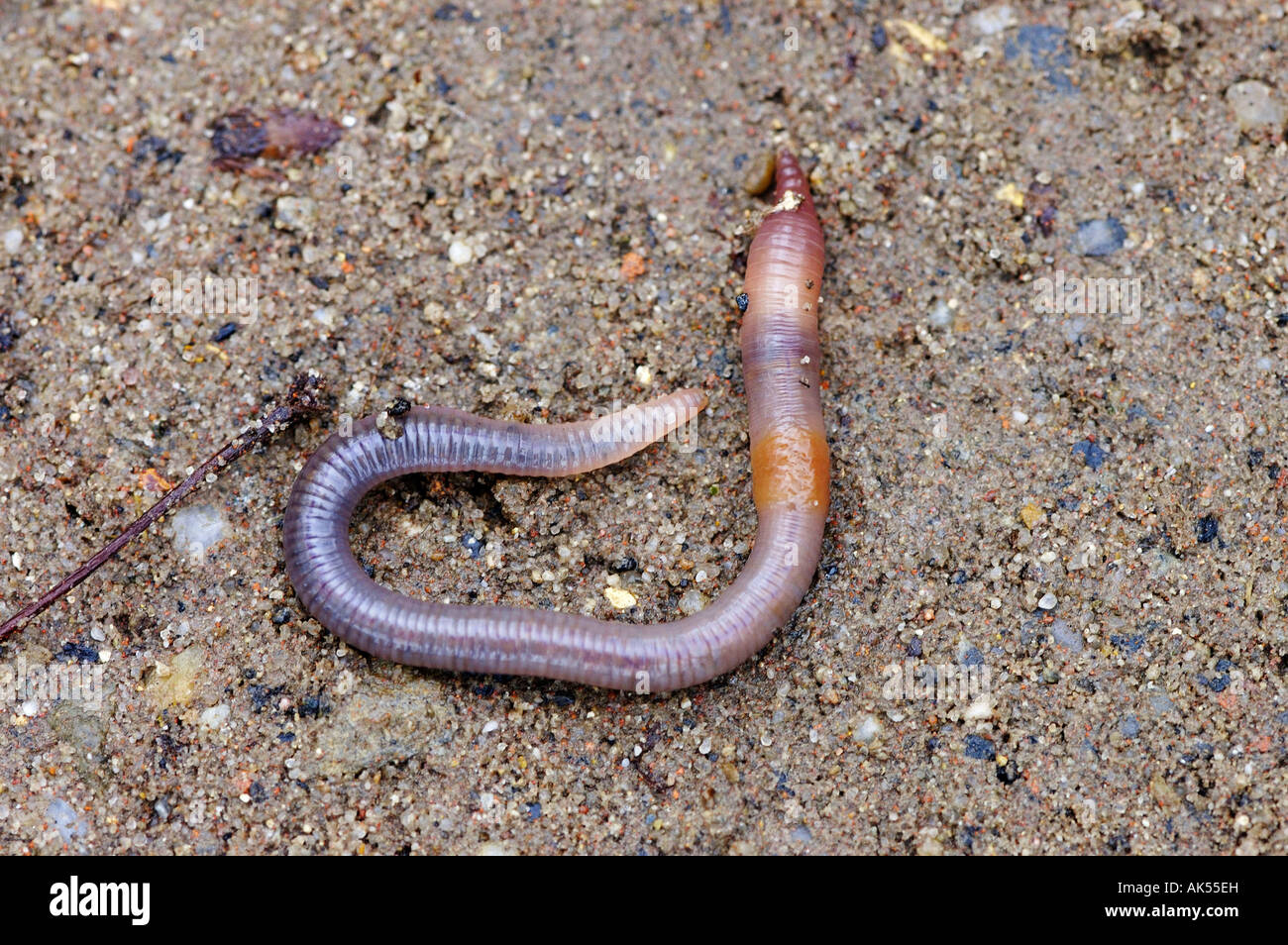 Lob worm hi-res stock photography and images - Alamy
