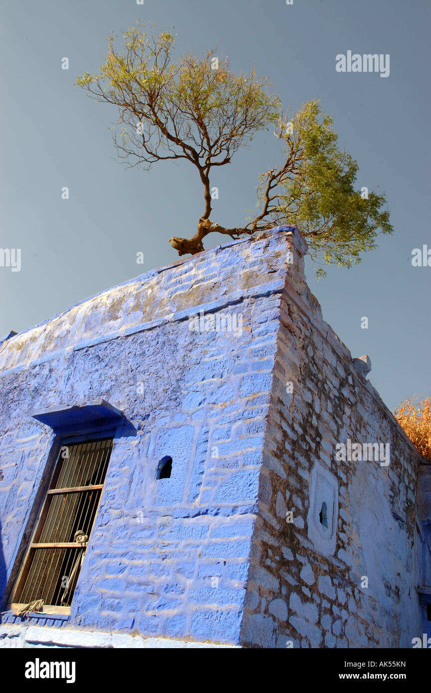 Rooftops with a tree growing in Jodhpur in Rajasthan Stock Photo - Alamy