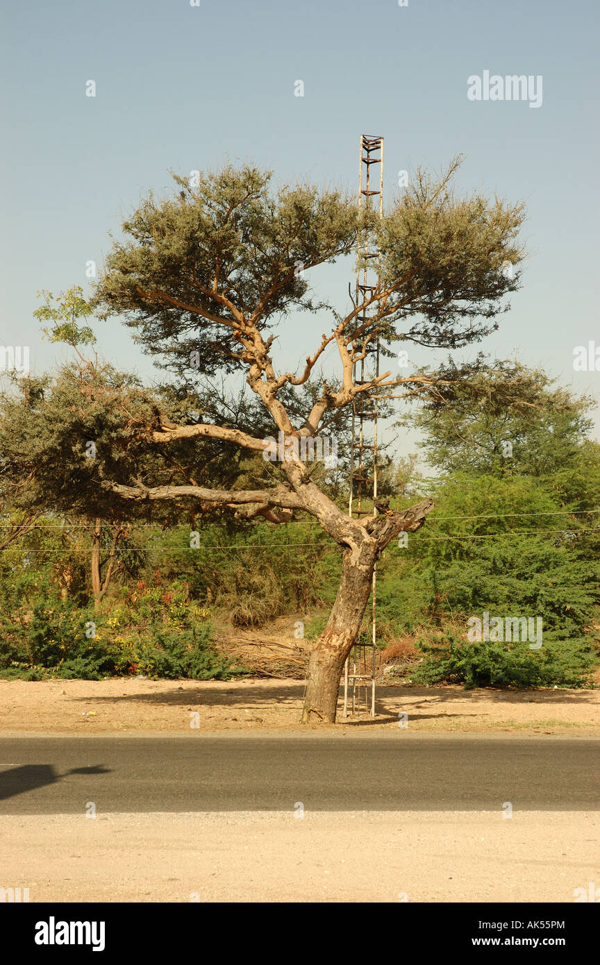 Tree in Ranakpur in Rajasthan Stock Photo - Alamy