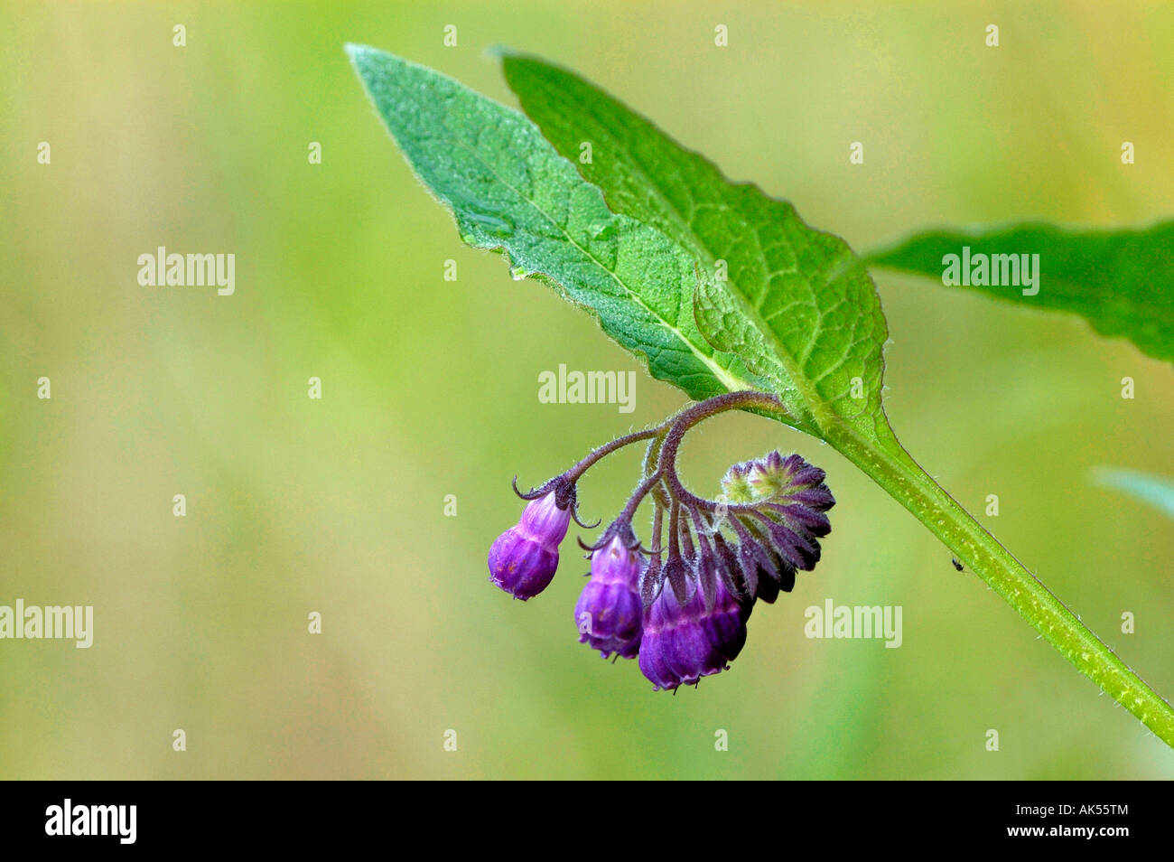 Comfrey blossom hi-res stock photography and images - Alamy