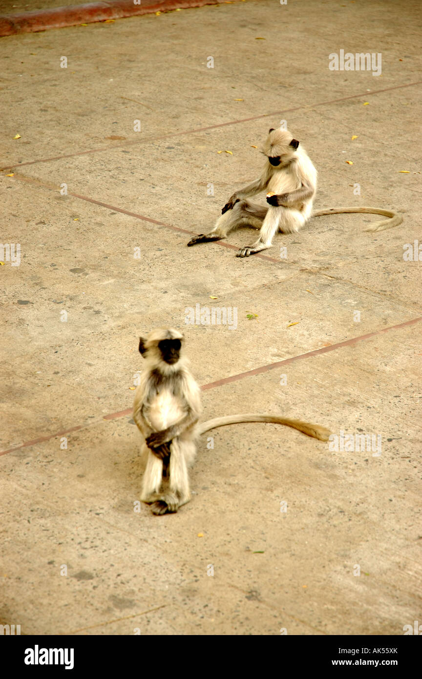 Gibbon monkeys in Rajasthan Stock Photo - Alamy