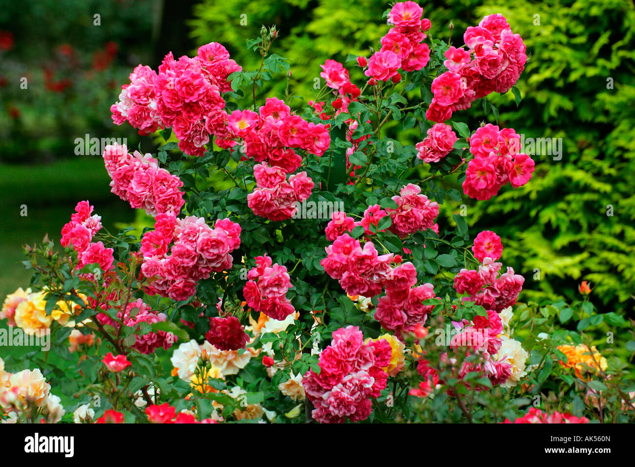 Ornamental rose rosa spec pink hi-res stock photography and images - Alamy
