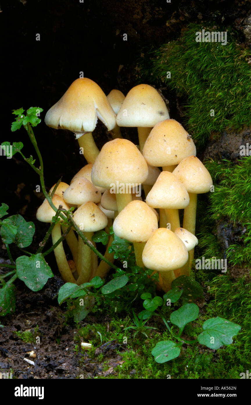 Upright tuft hi-res stock photography and images - Alamy