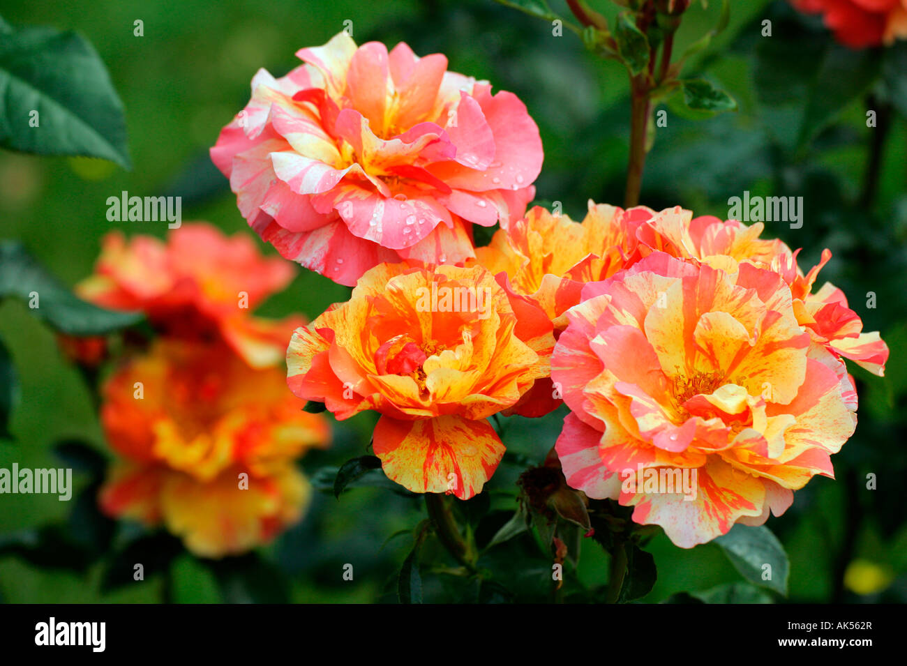 Rose rosa spec rose garden hi-res stock photography and images - Alamy