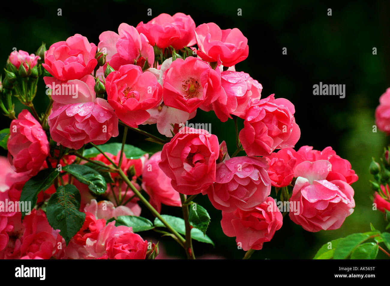 Ornamental rose rosa angela hi-res stock photography and images - Alamy