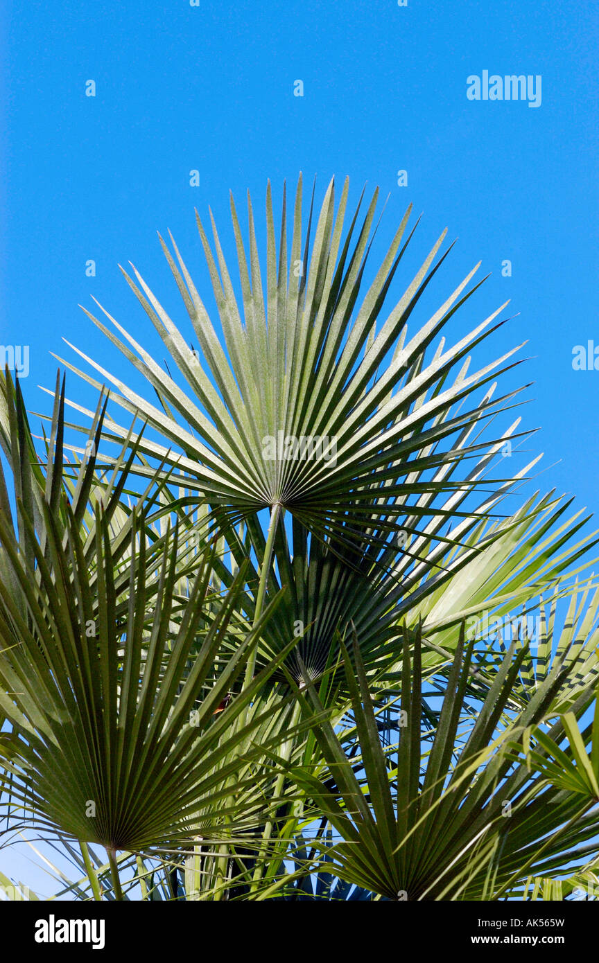 Chinese Windmill Palm Stock Photo - Alamy