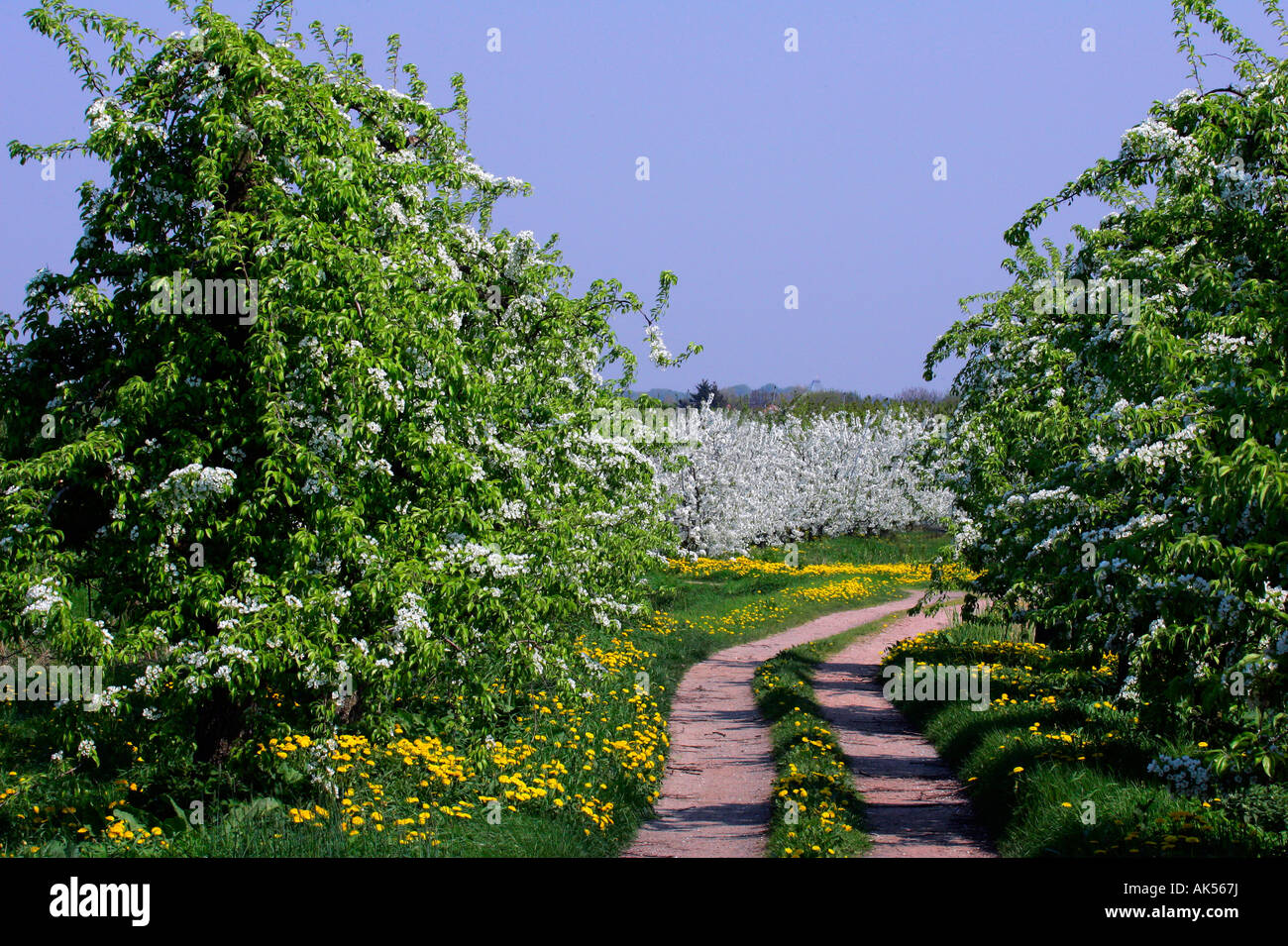 Pear Trees and Cherry Trees Stock Photo - Alamy