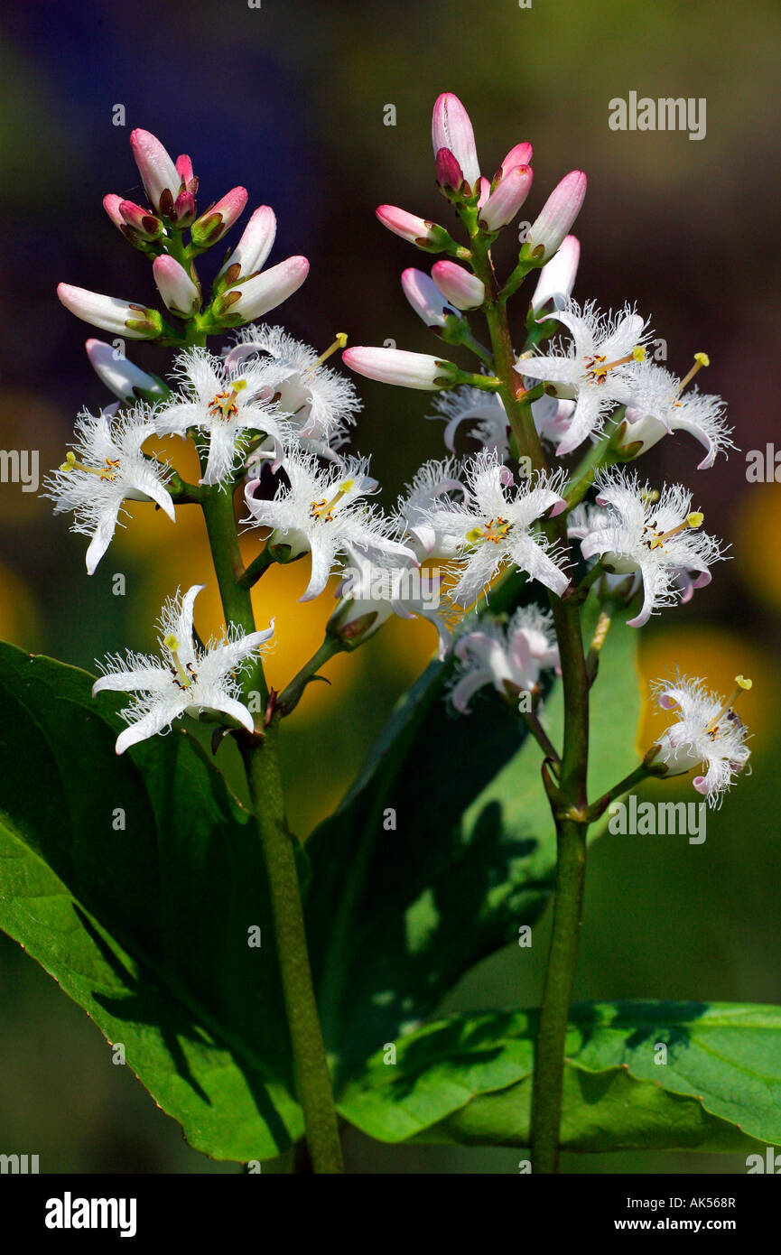 White flowers of bogbean hi-res stock photography and images - Alamy
