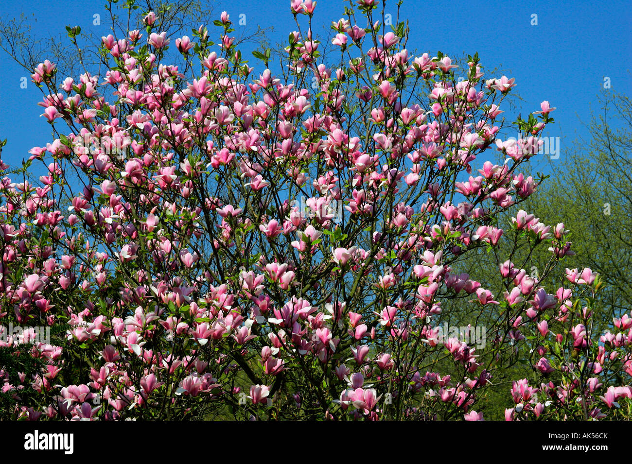 Magnolia rustica rubra hi-res stock photography and images - Alamy