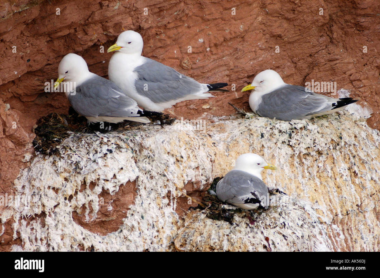 Four legged bird hi-res stock photography and images - Alamy