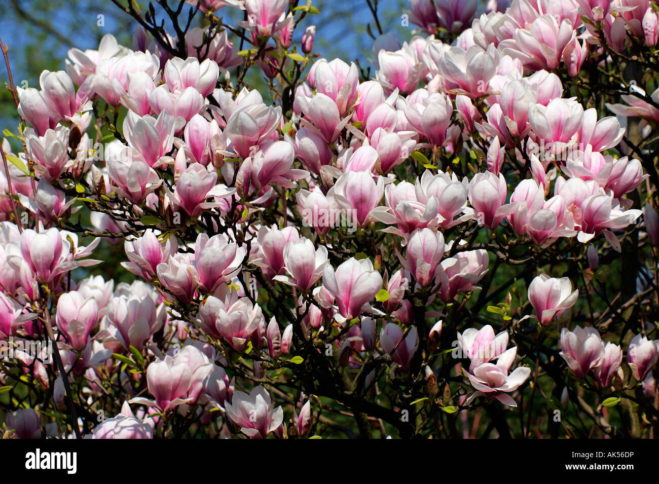 Magnolia rustica rubra hi-res stock photography and images - Alamy