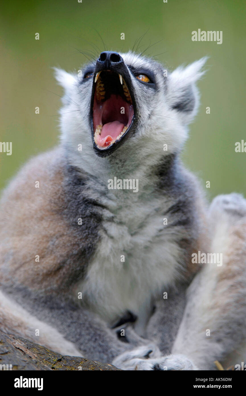 Yawning lemur hi-res stock photography and images - Alamy