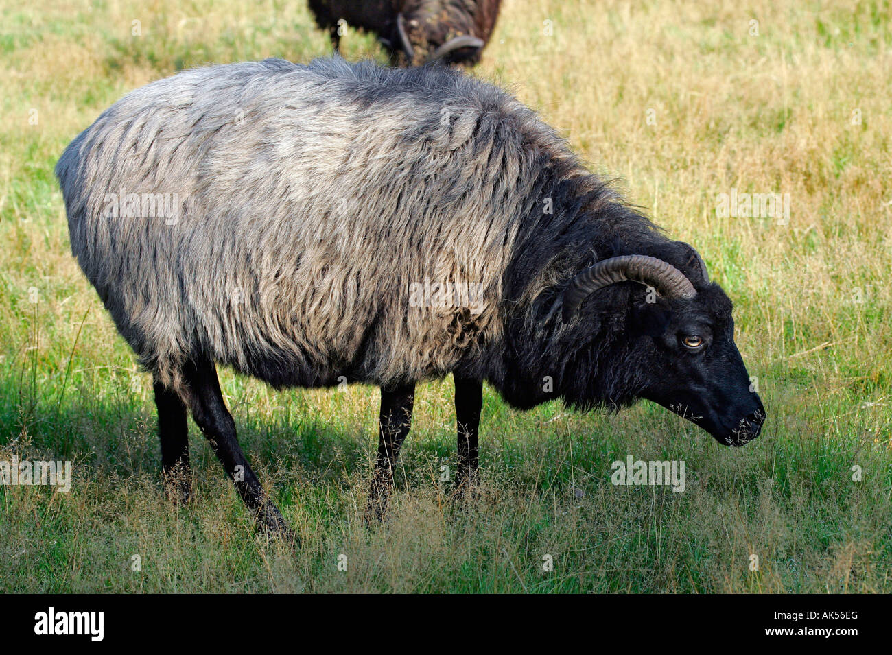 Mooland hi-res stock photography and images - Alamy