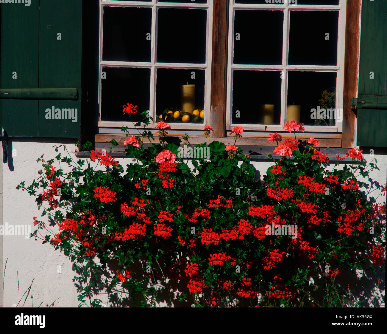 Geranium at window Stock Photo - Alamy
