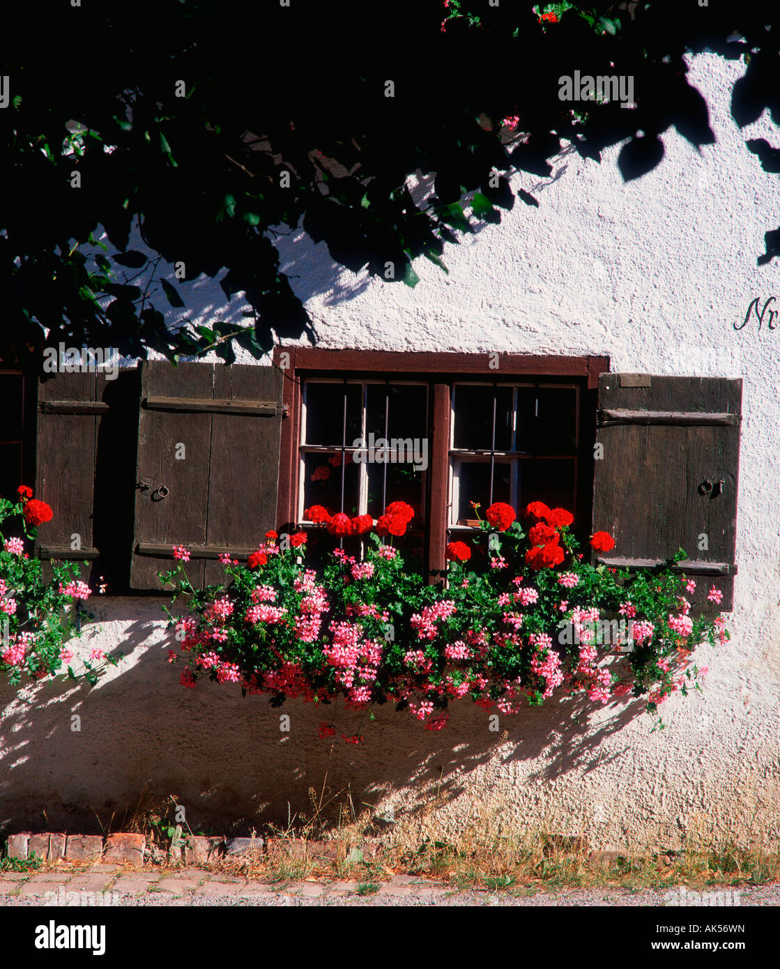 Geranium at window Stock Photo - Alamy