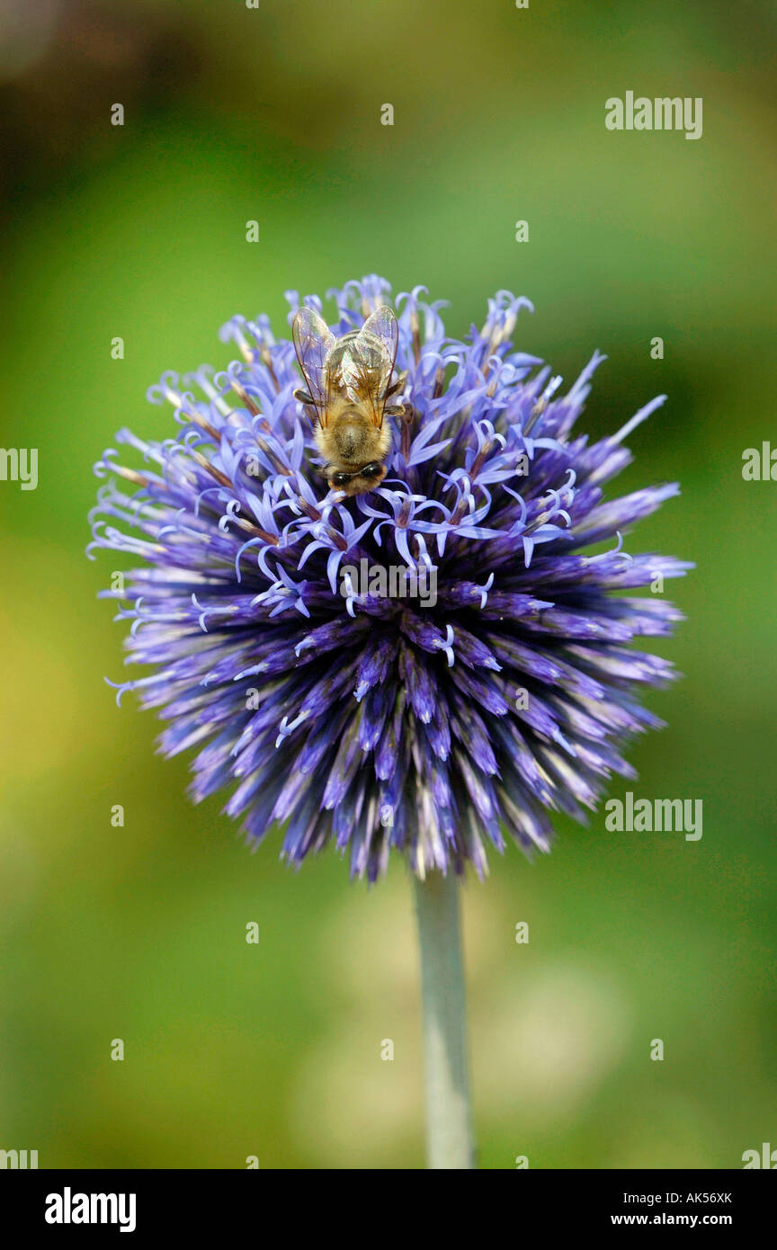 Small Globe Thistle Stock Photo - Alamy