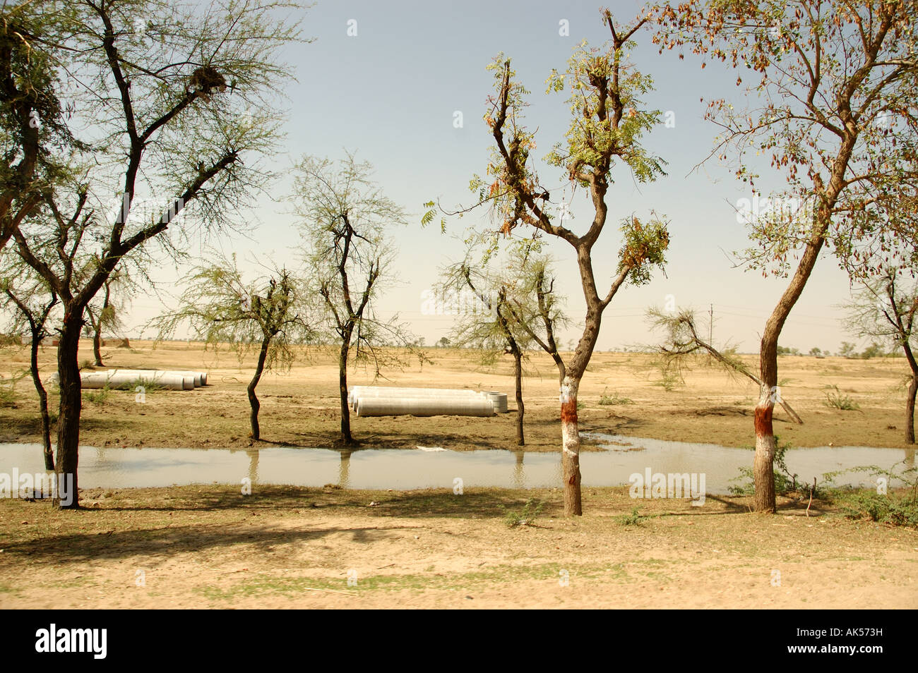 Rajasthan landscape with rare trees Stock Photo - Alamy