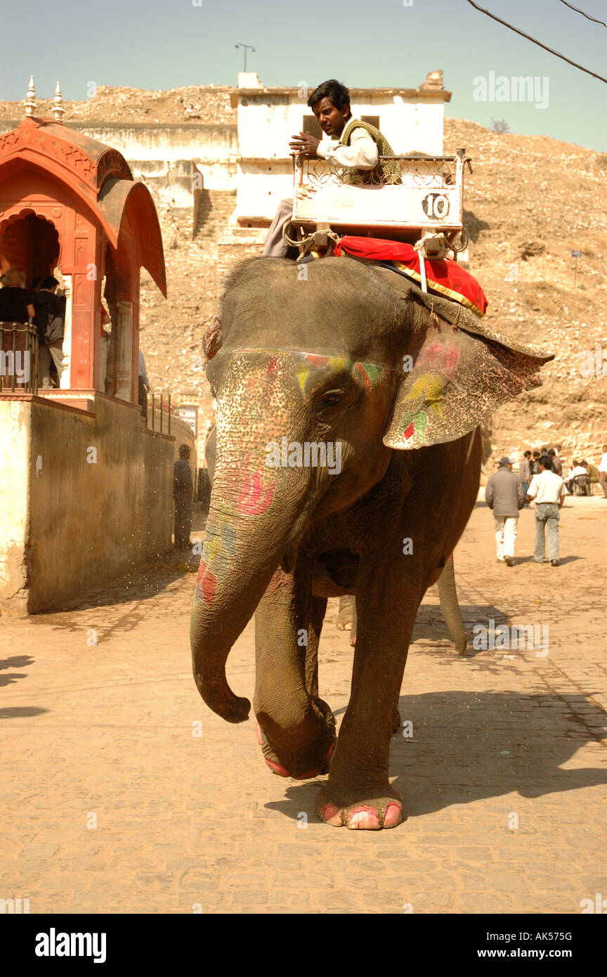 Man riding elephant through streets of Jaipur in Rajasthan India Stock ...