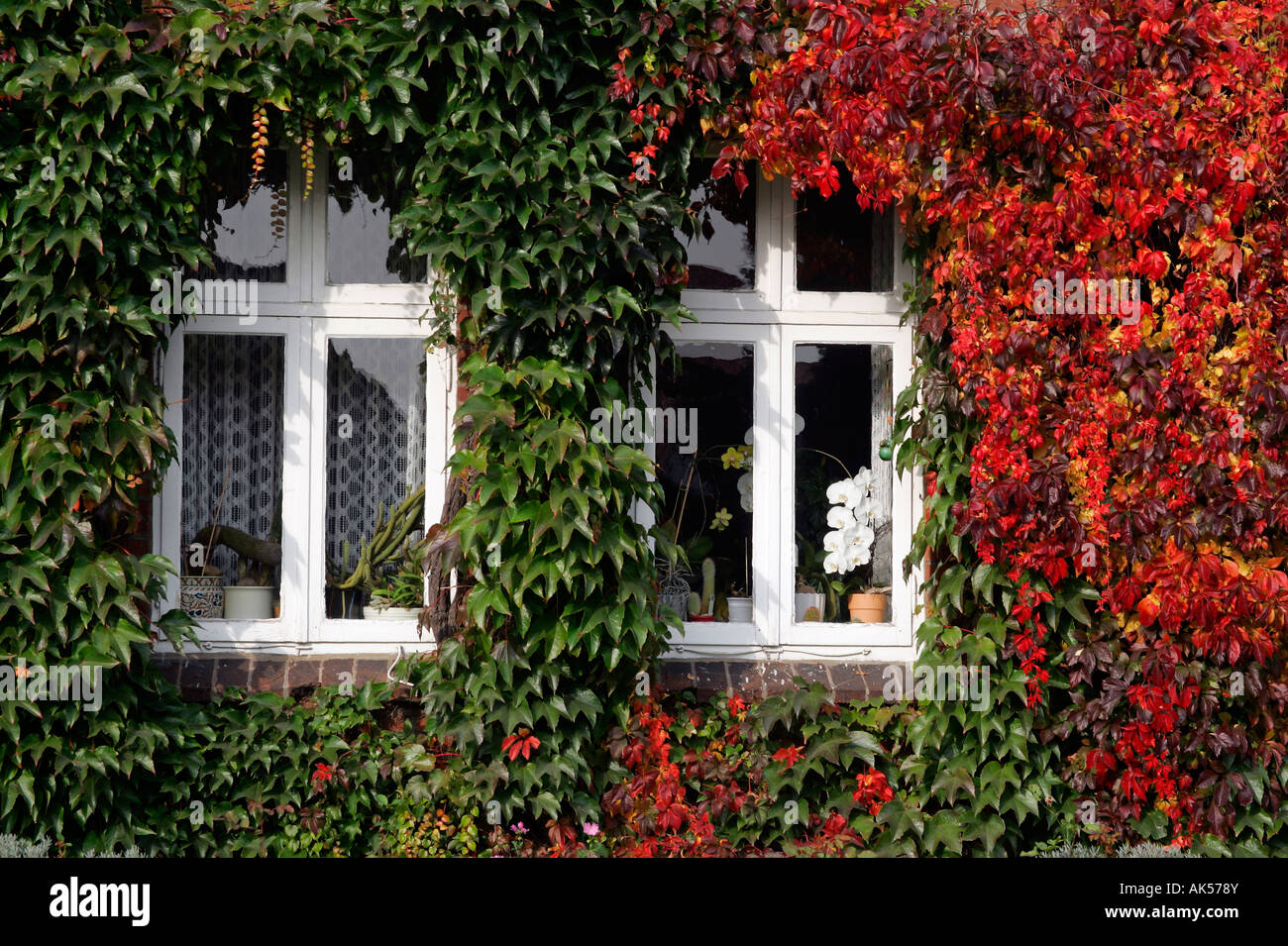Boston Ivy and Virginia Creeper Stock Photo - Alamy