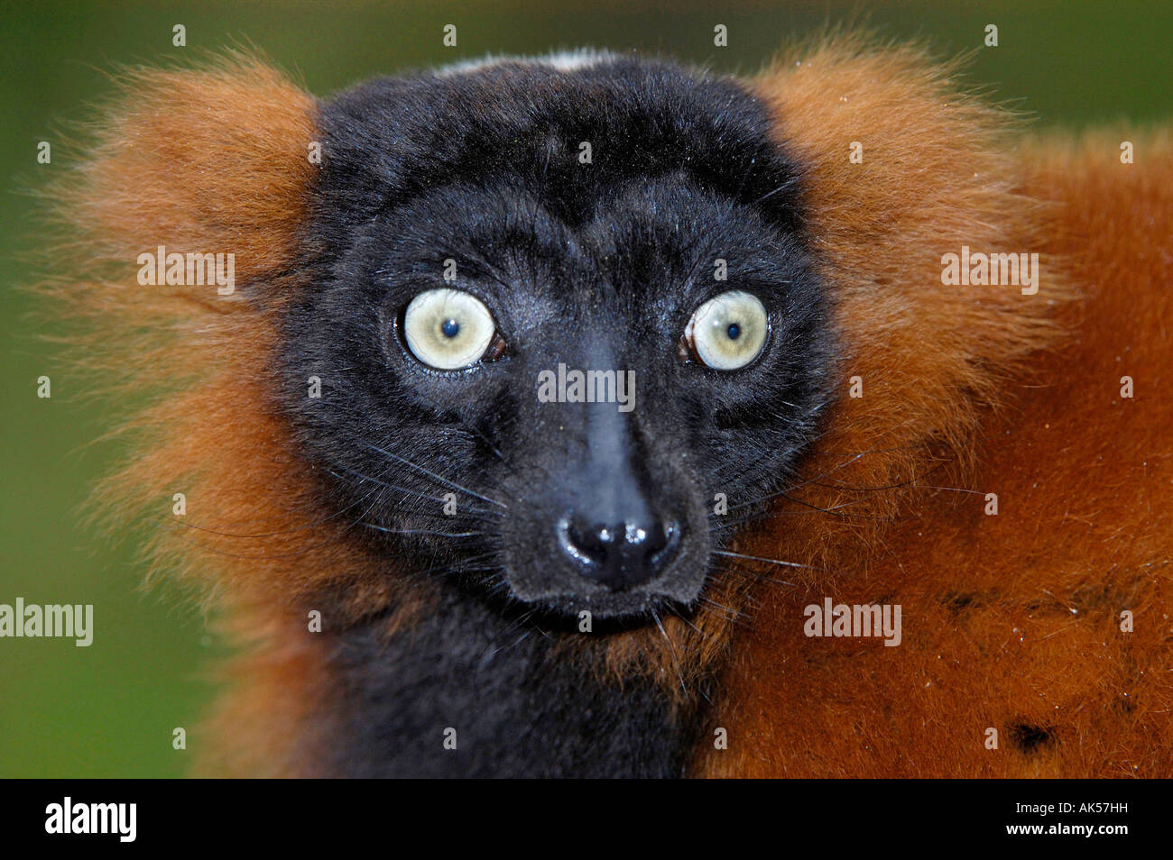 Red Ruffed Lemur Stock Photo - Alamy