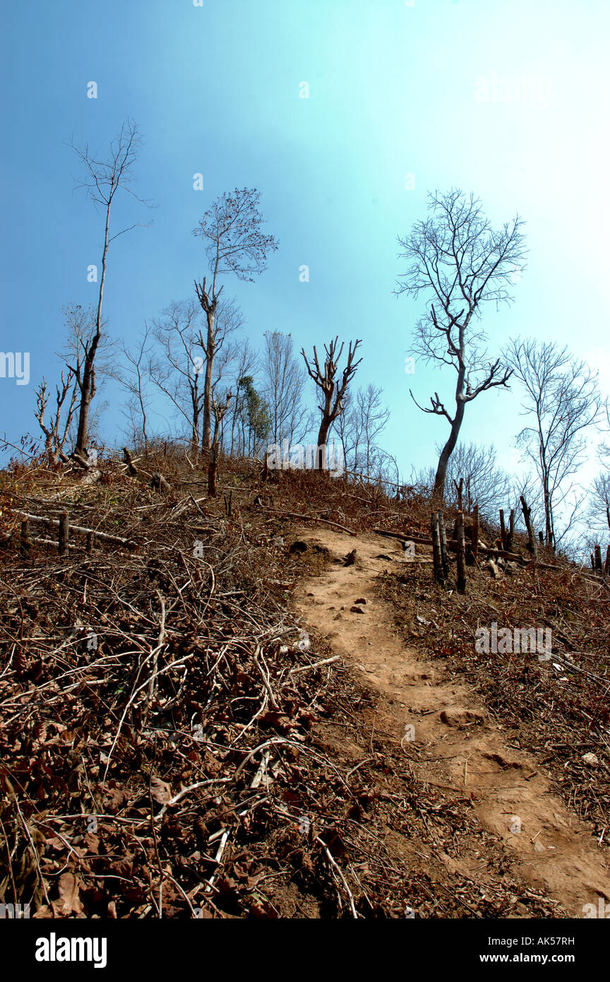 Burnt out trees due to forest burning to clear land for cultivation in ...